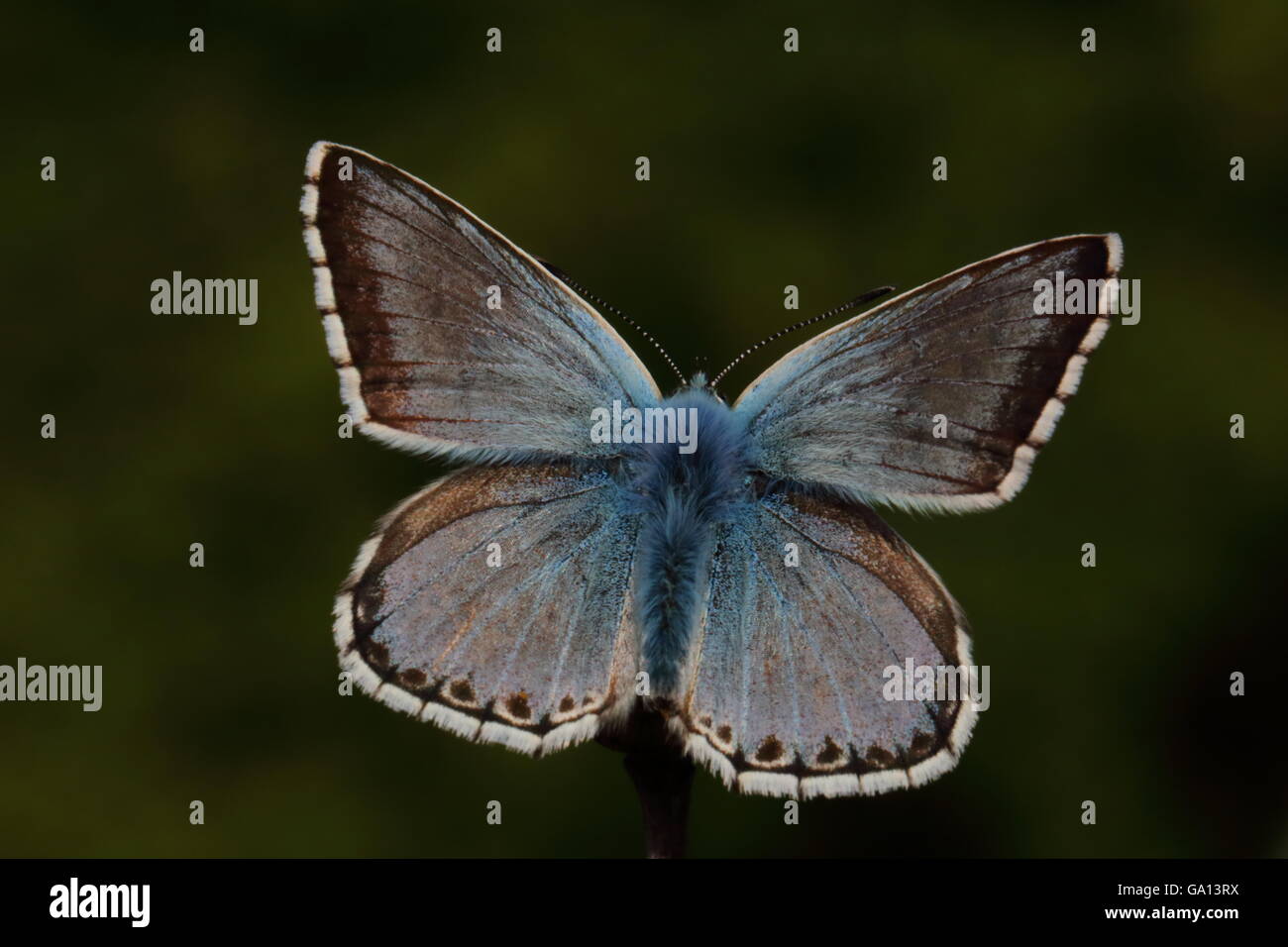 Chalkhill blue butterfly hi-res stock photography and images - Alamy