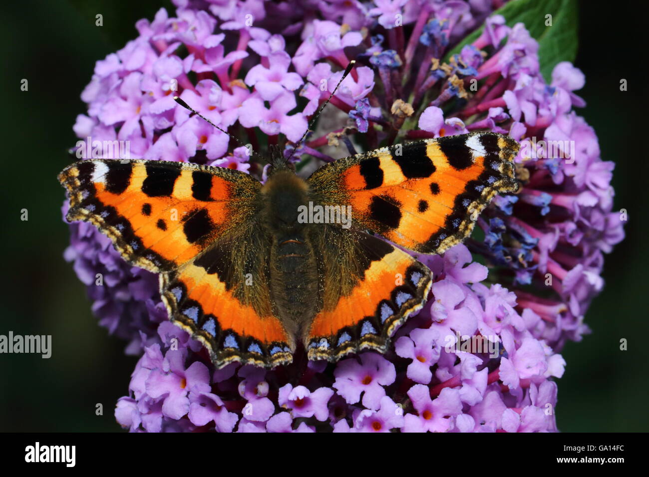 Small Tortoiseshell Butterfly Stock Photo - Alamy