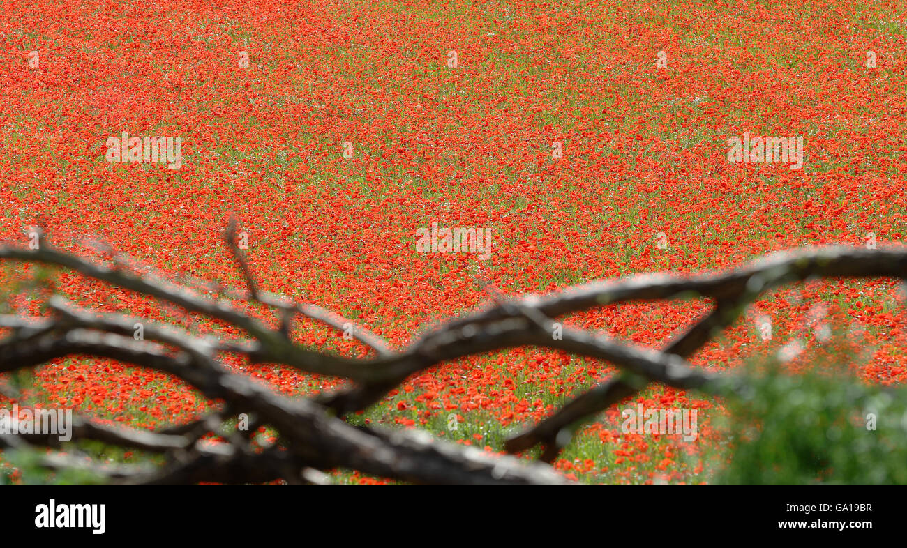 Quintessentiallybritish High Resolution Stock Photography and Images ...