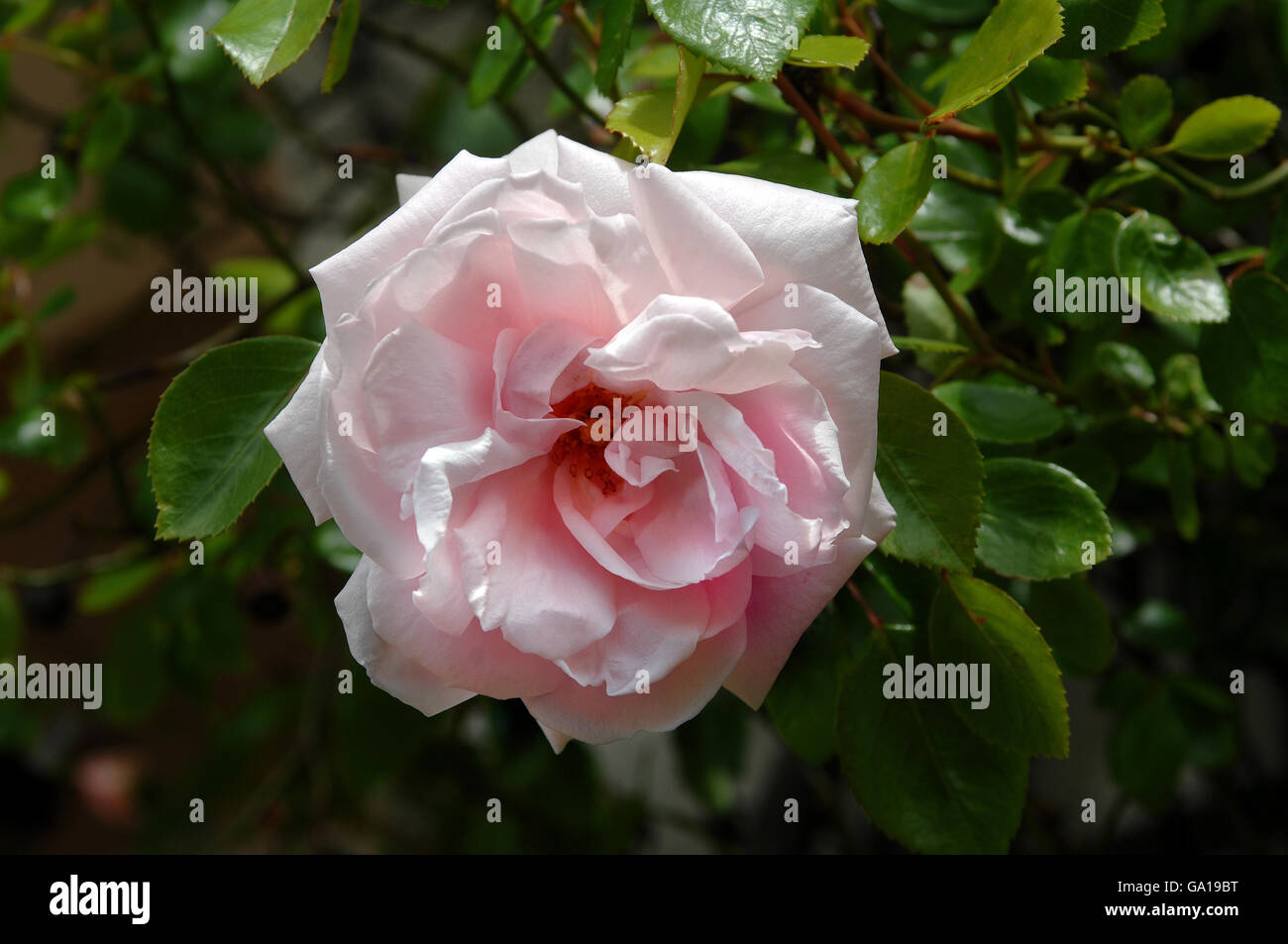 Quintessentiallybritishstck High Resolution Stock Photography and ...