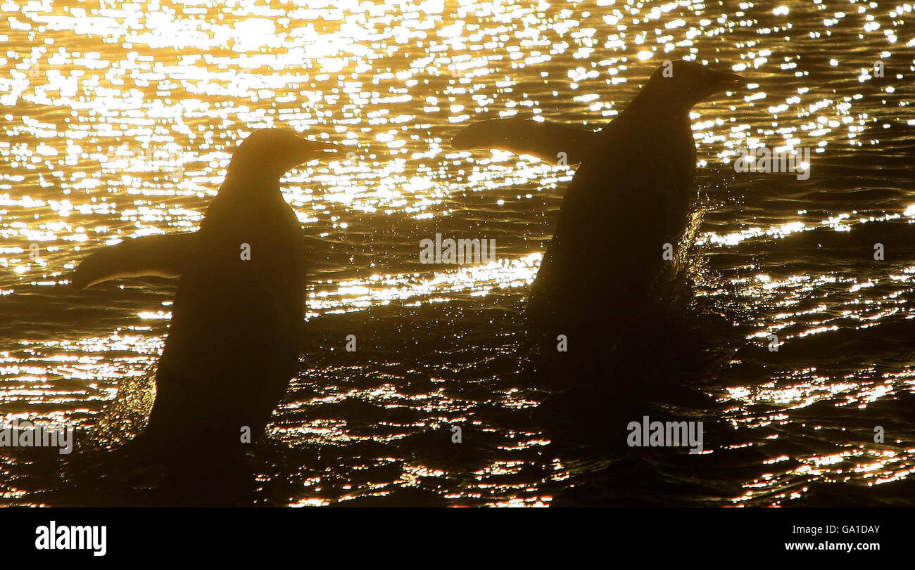 The falklands play hi-res stock photography and images - Alamy