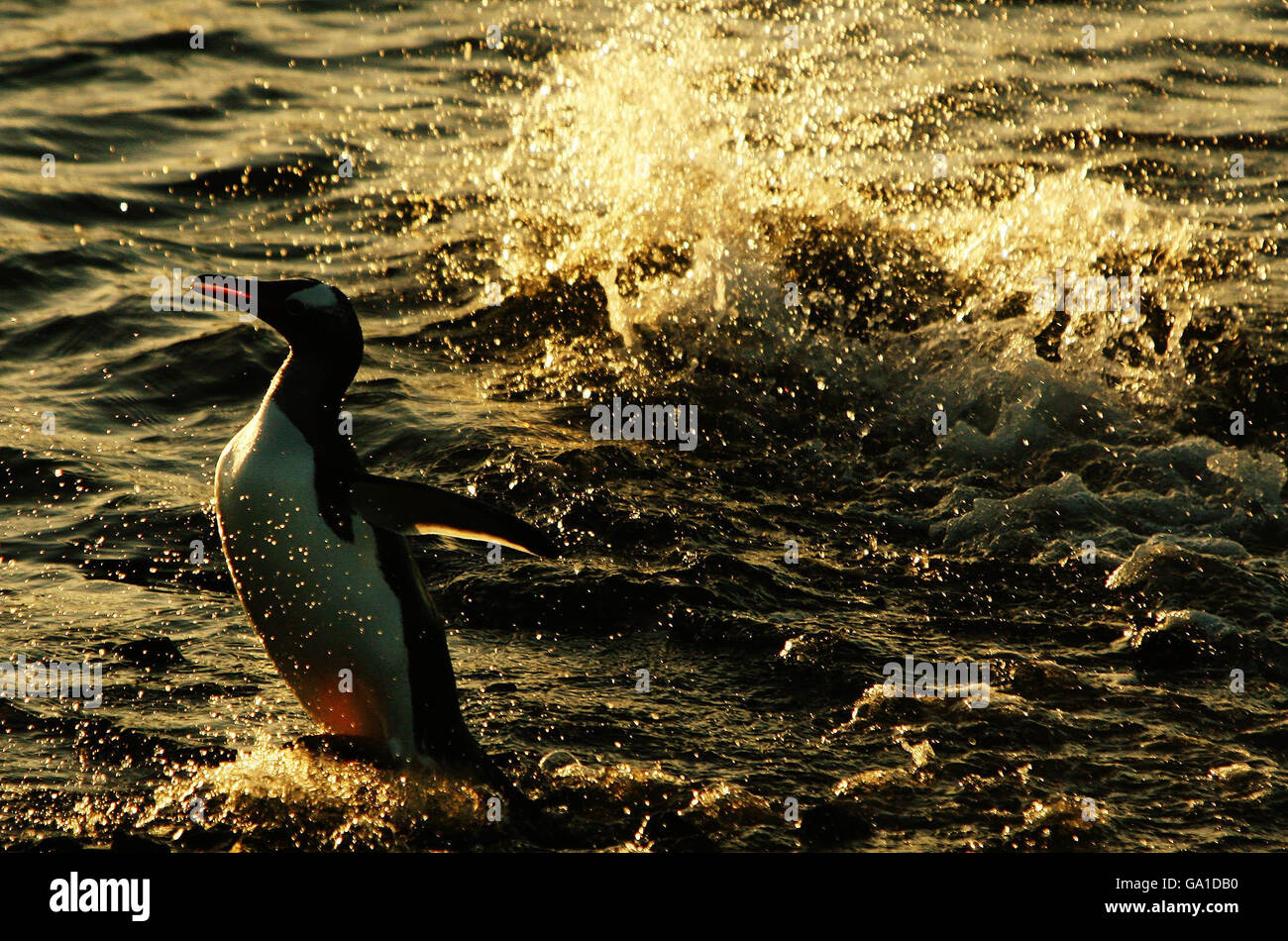 Falklands Islands' penguins Stock Photo - Alamy