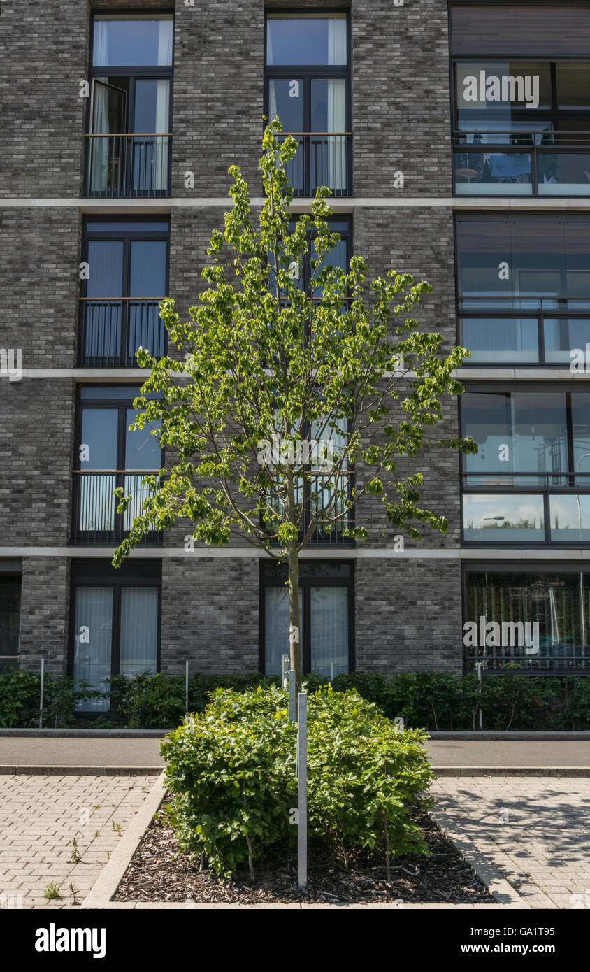 New gorbals hi-res stock photography and images - Alamy