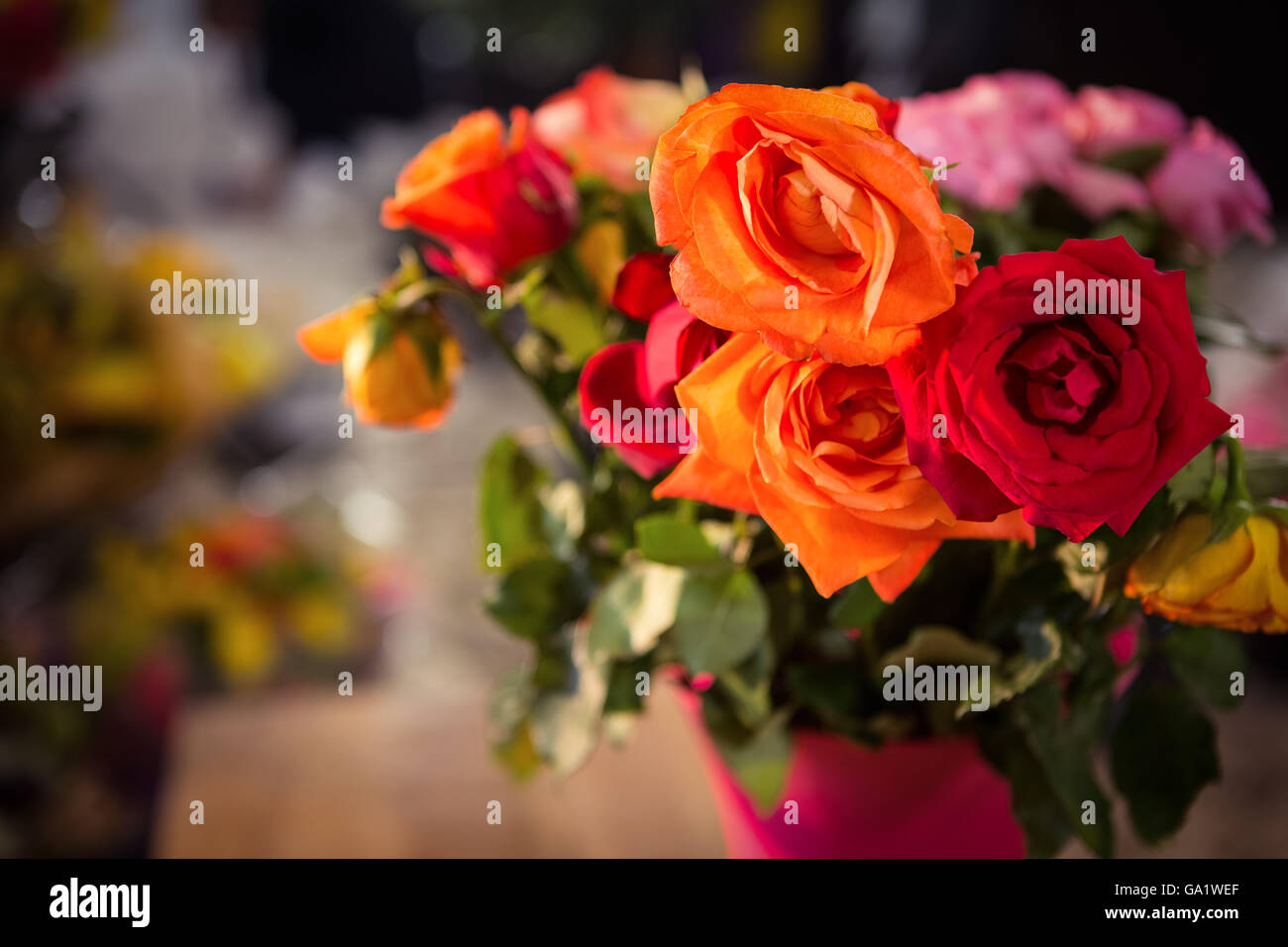 Orange red roses hi-res stock photography and images - Alamy