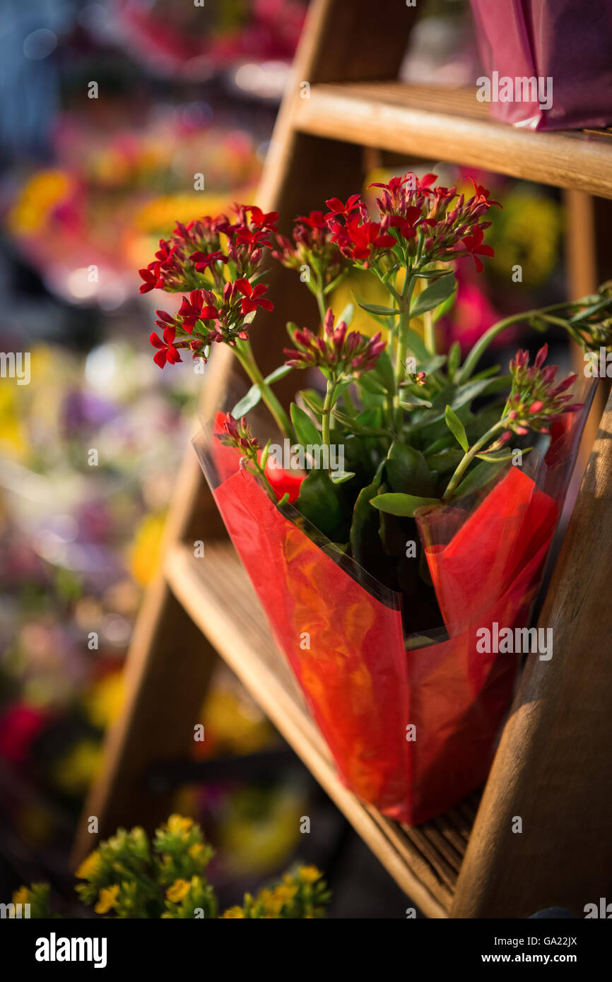 Close-up of plant pot Stock Photo - Alamy