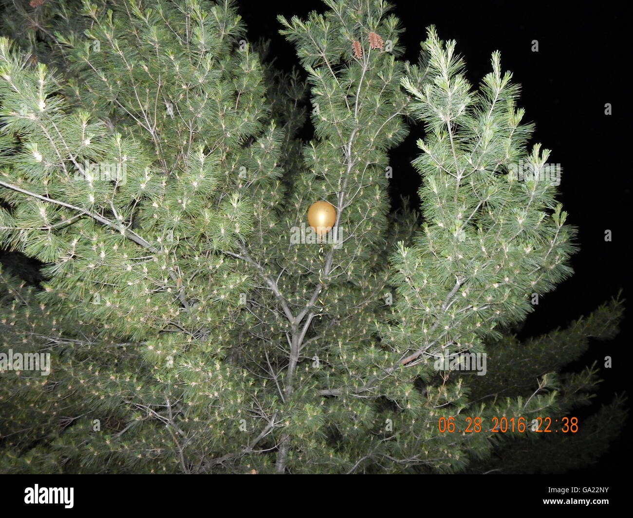balloon in tree Stock Photo - Alamy
