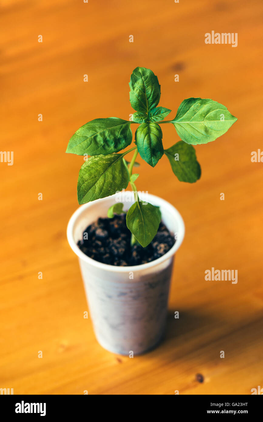 Small leaf basil hi-res stock photography and images - Alamy