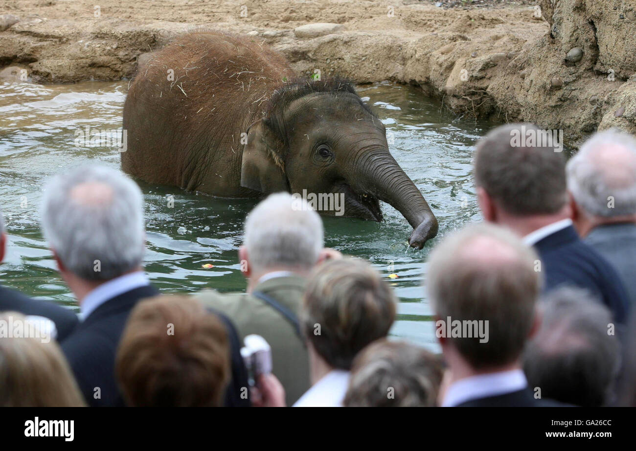Dublin Zoo's elephants Stock Photo - Alamy