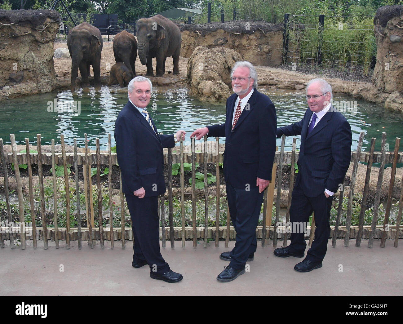 Dublin Zoo's elephants Stock Photo - Alamy