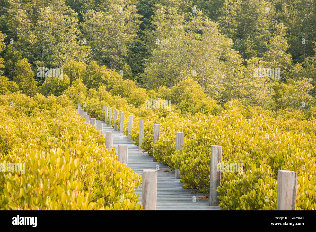 Yellow forest landscape and wood bridge Stock Photo - Alamy