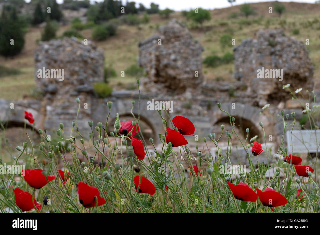 poppies in front of ruins Stock Photo - Alamy