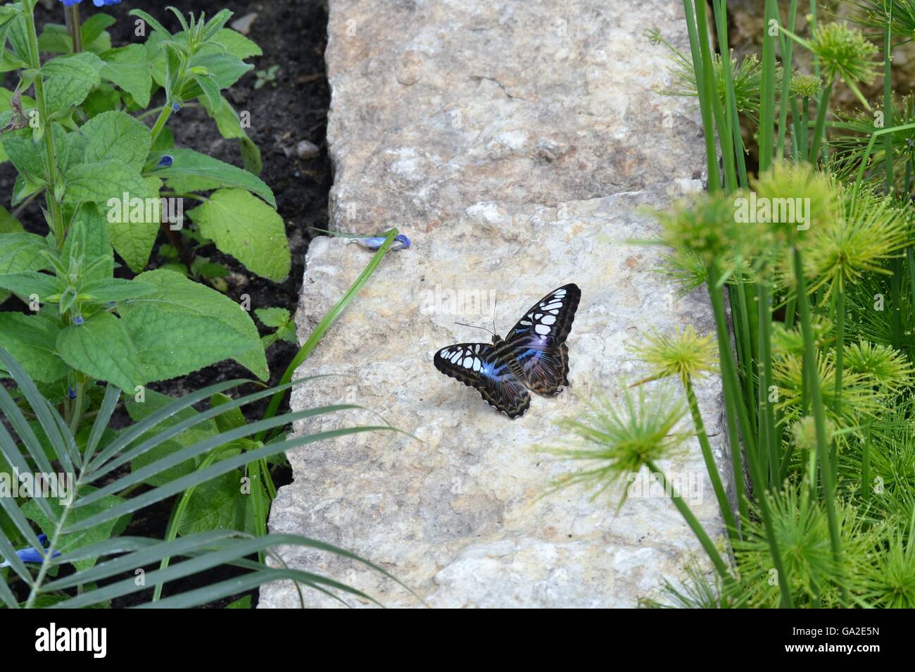 Butterfly in the garden Stock Photo - Alamy