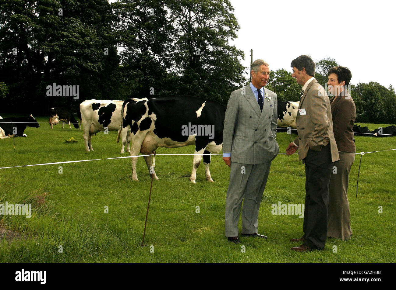 Prince charles farm cow hi-res stock photography and images - Alamy