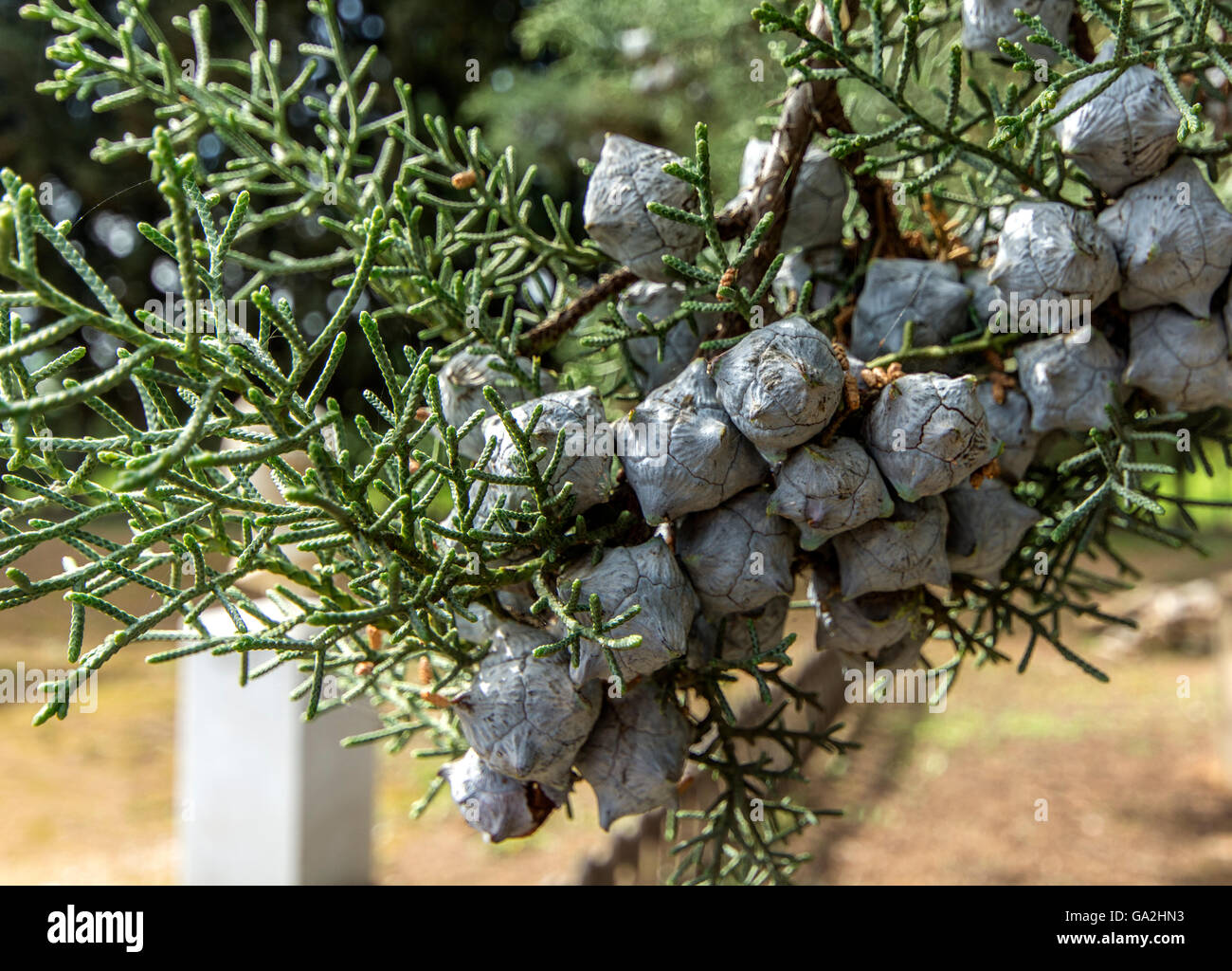 Pine Tree Fruit High Resolution Stock Photography and Images - Alamy