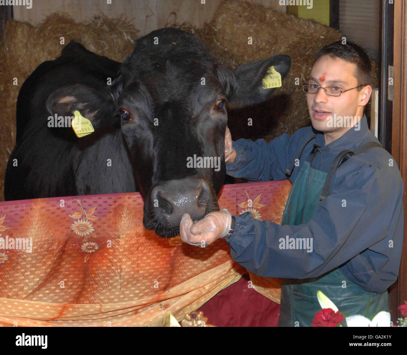 Shambo the Bull Stock Photo - Alamy