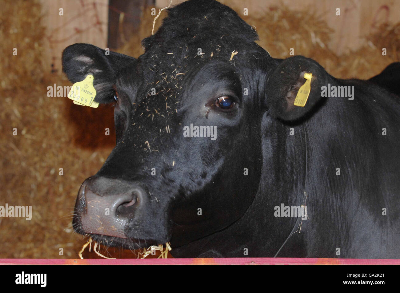 Shambo the Bull. Shambo the Bull in the animal's shrine at Skanda Vale ...