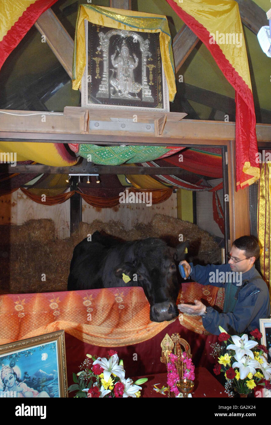 The bull is brushed by brother jamie at vale hi-res stock photography ...