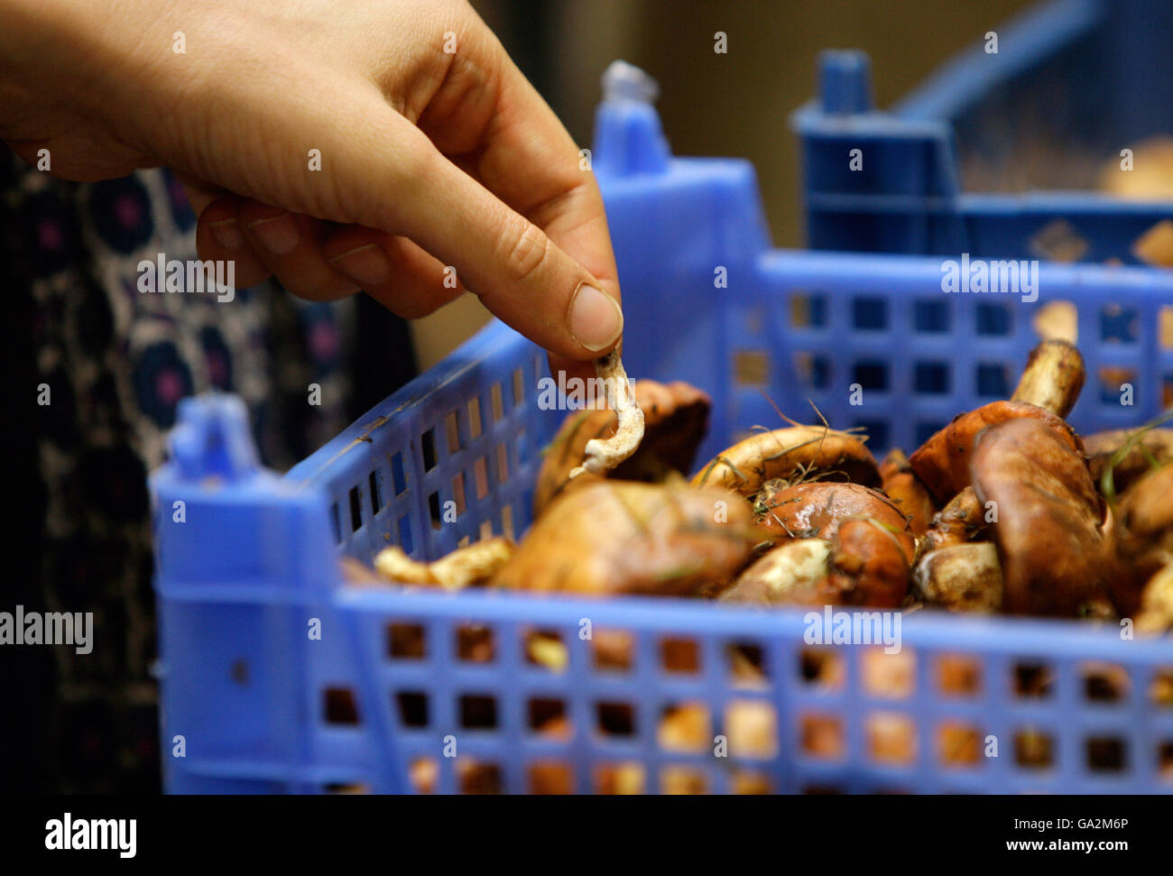 The Incredible Veggie Show at the Royal Horticultural Halls in central ...
