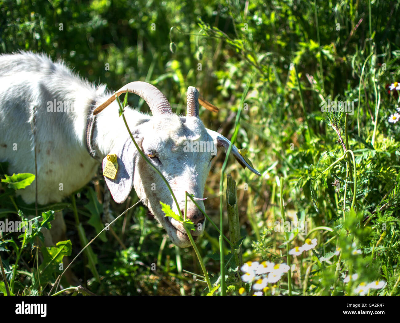 Sacrificial Lamb Stock Photos & Sacrificial Lamb Stock Images - Alamy