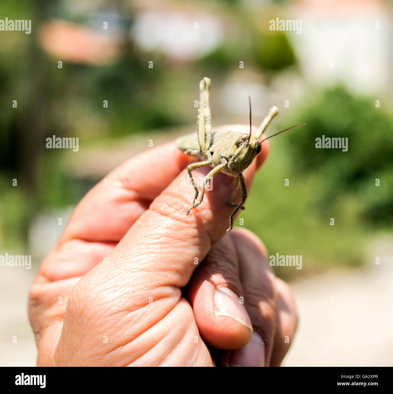 Grasshopper detail hi-res stock photography and images - Alamy