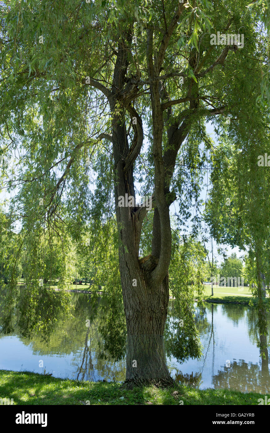 Willow tree overlooking the Tay River in Stewart Park in Perth Ontario ...