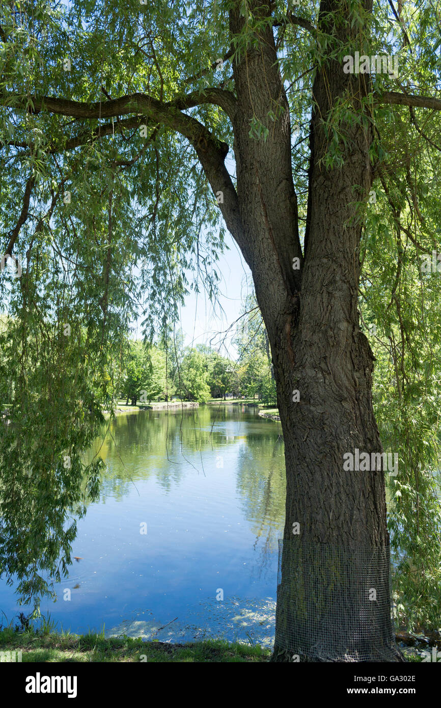 Looking through a willow tree overlooking the Tay River in Stewart Park ...