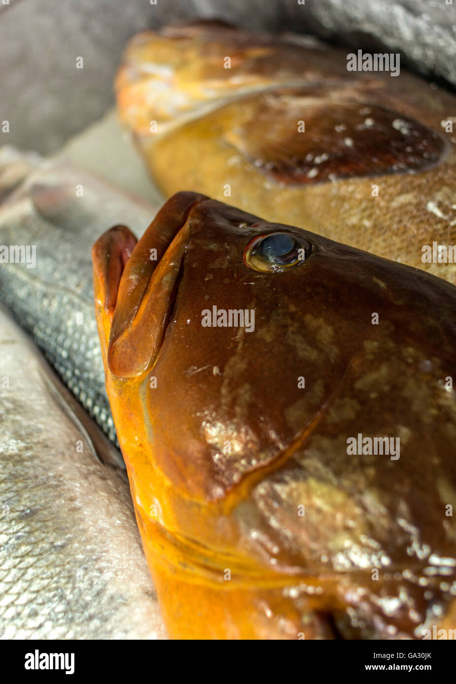 Grouper hi-res stock photography and images - Alamy