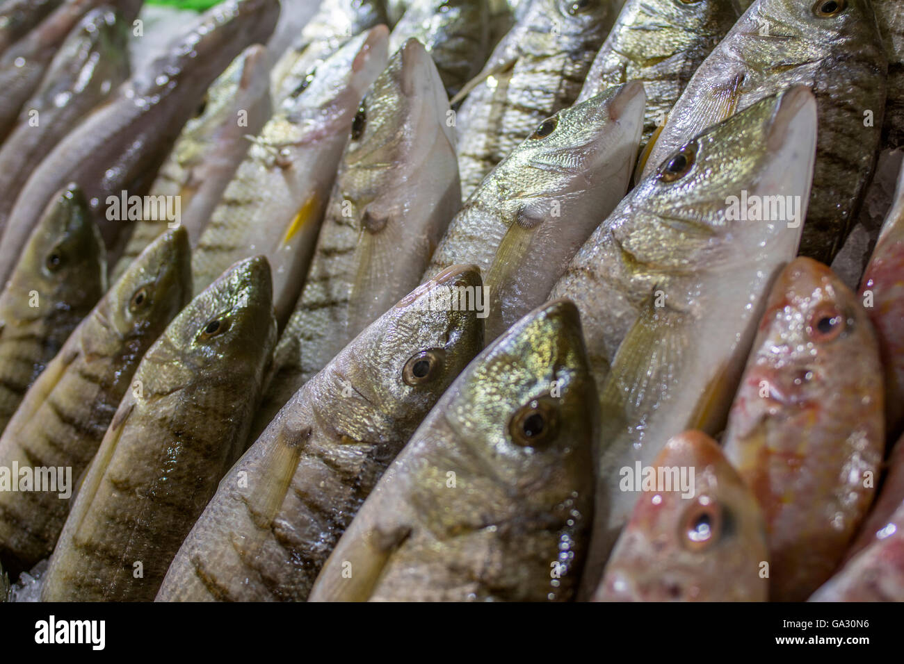 Protein of the ocean hi-res stock photography and images - Alamy