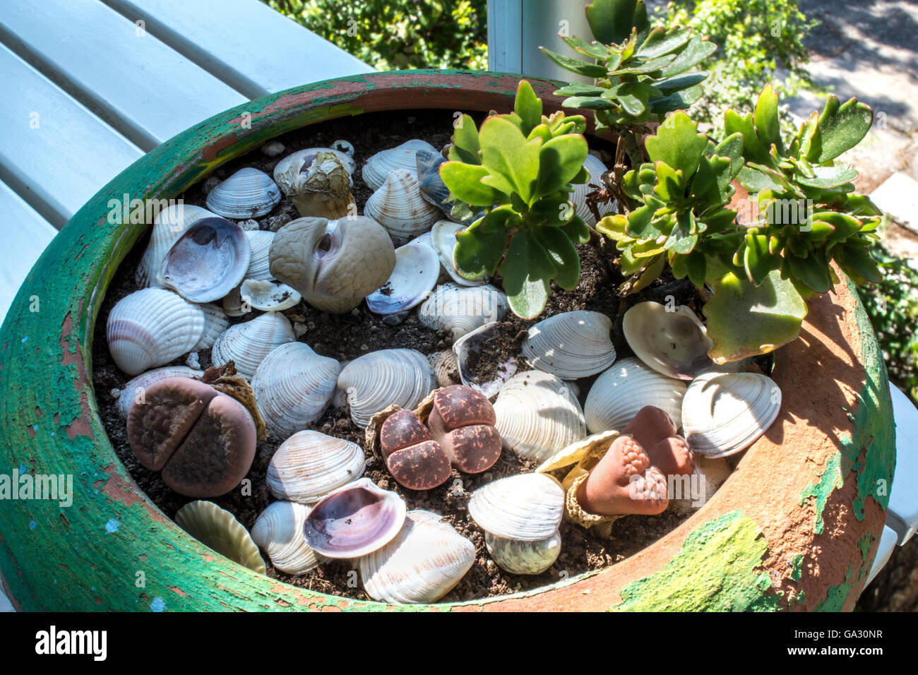 Lithops cactus hi-res stock photography and images - Alamy