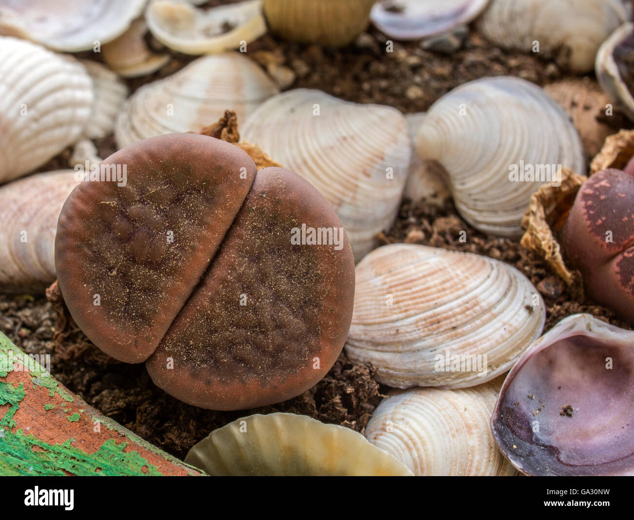 Lithops cactus hi-res stock photography and images - Alamy