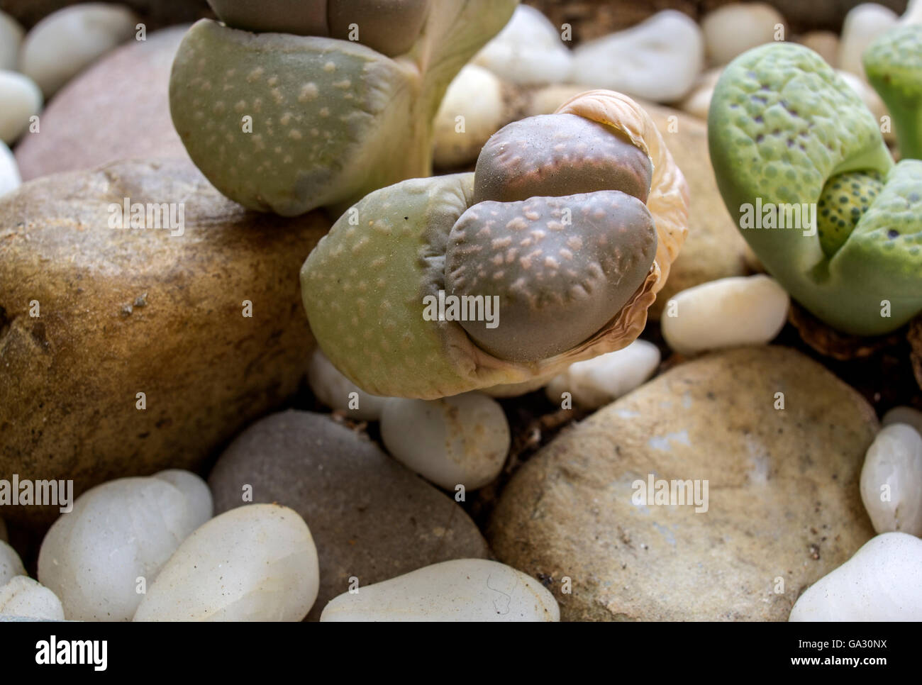 Lithops cactus hi-res stock photography and images - Alamy