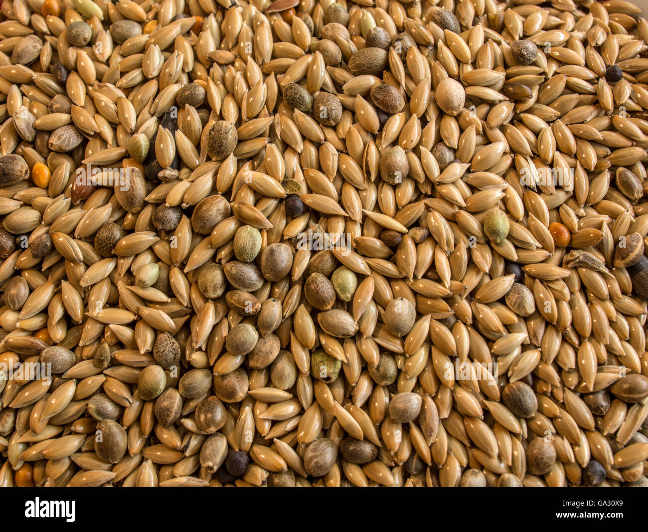 Bird food nature hi-res stock photography and images - Alamy