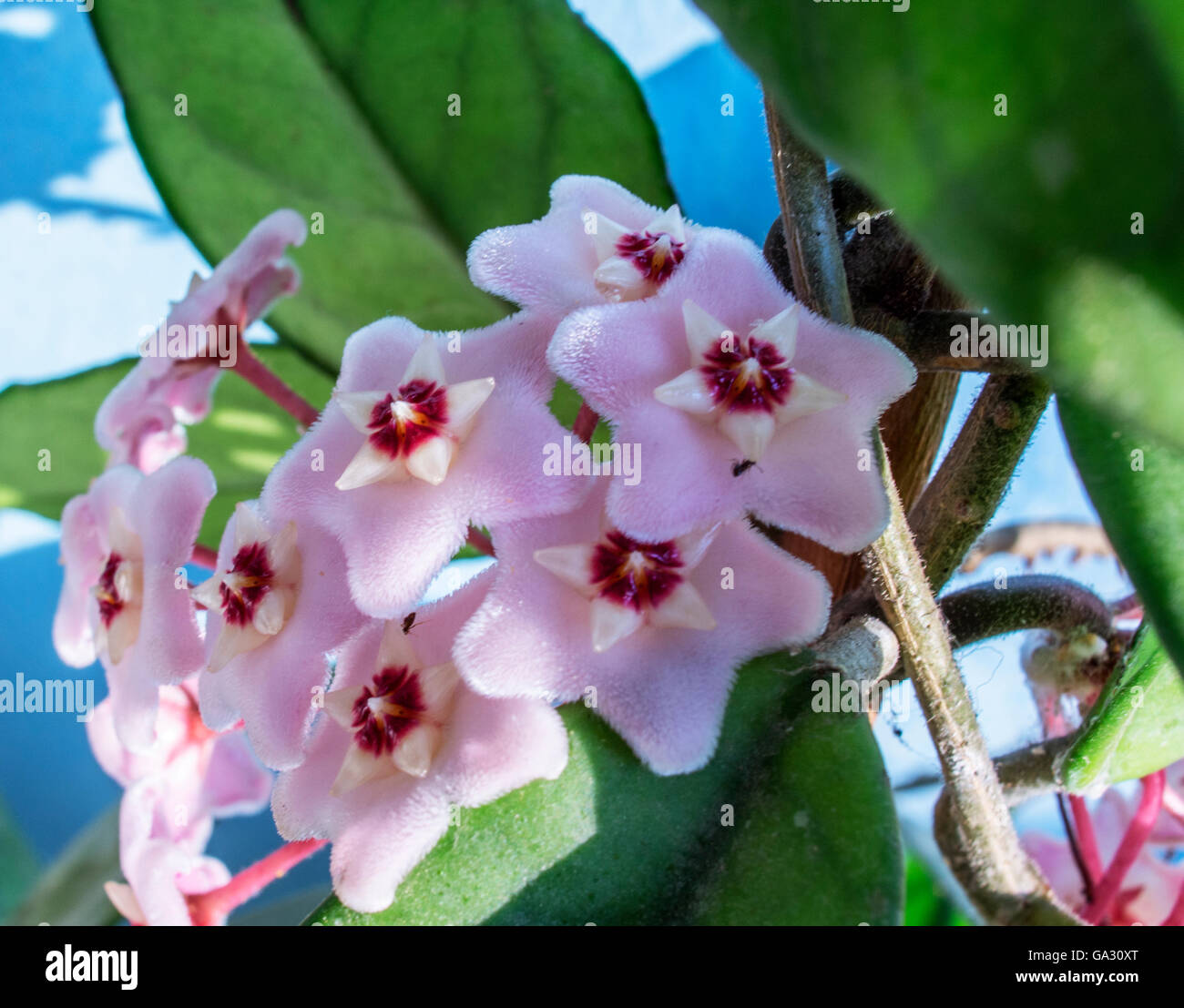 Carnosa hi-res stock photography and images - Alamy