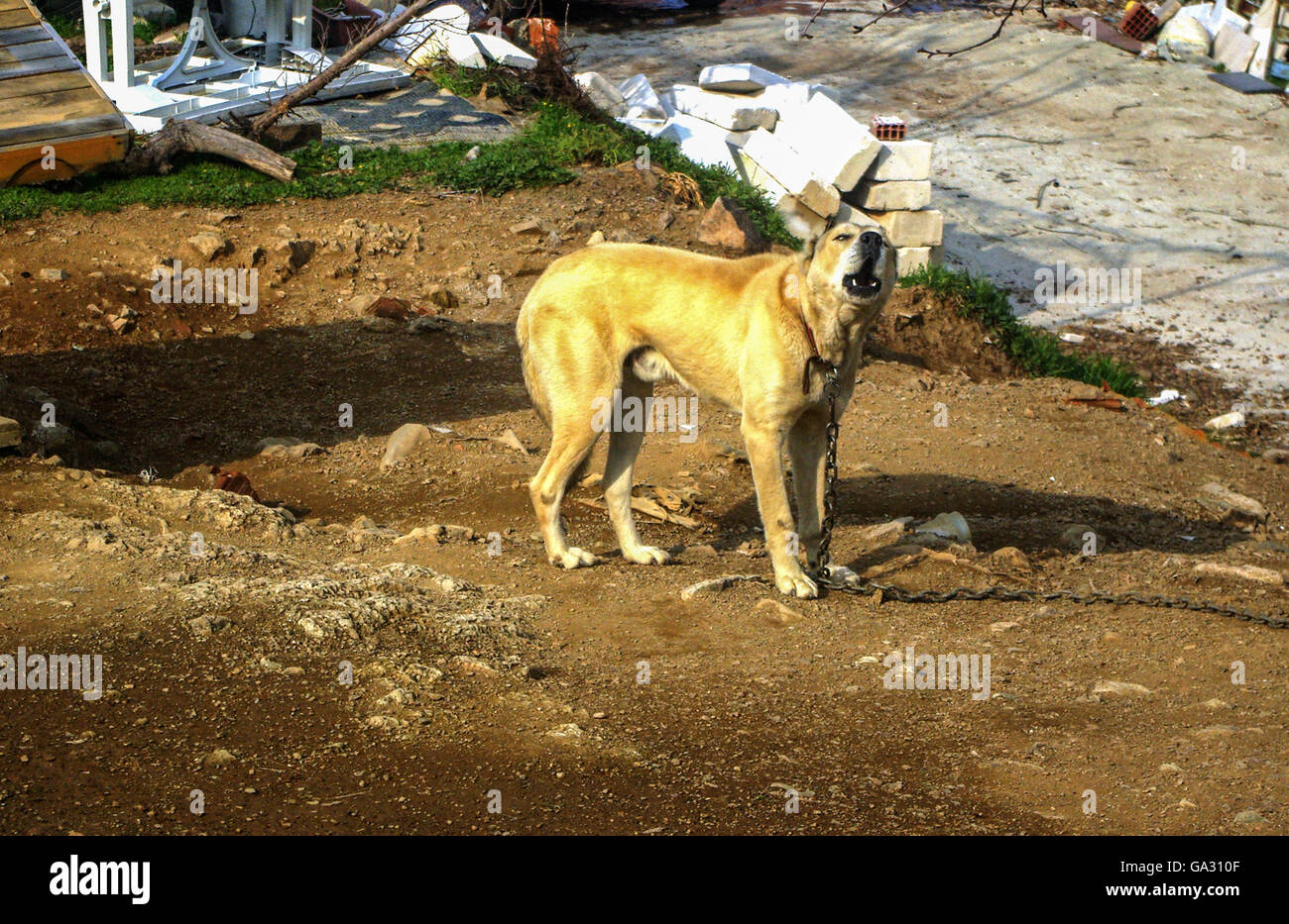Kangal dog hi-res stock photography and images - Alamy