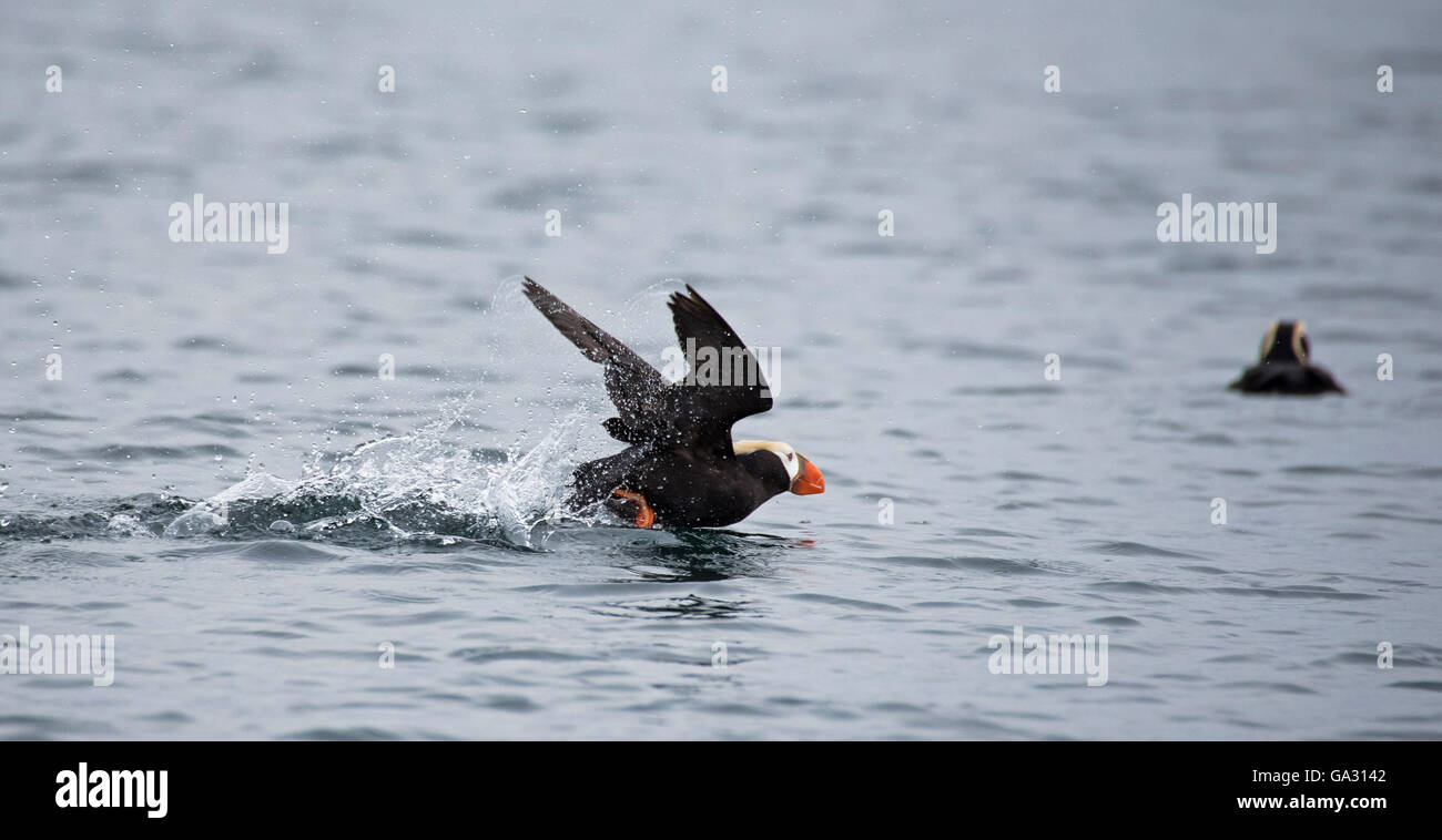 Crested puffin hi-res stock photography and images - Alamy