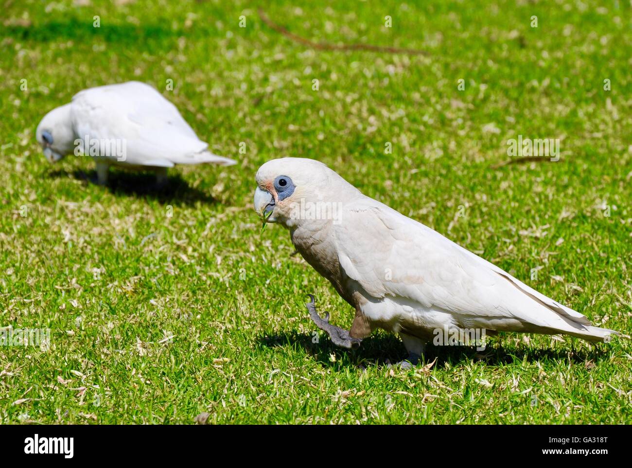 Little Corella cockatoo birds with white feathers and blue-eyed patch ...
