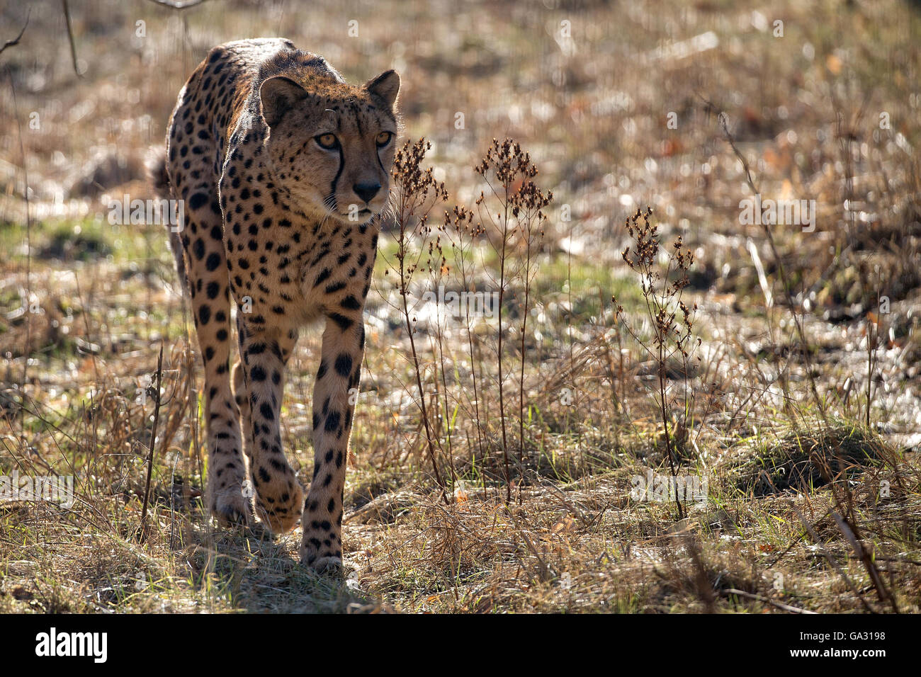 Cheetah in the wild Stock Photo - Alamy