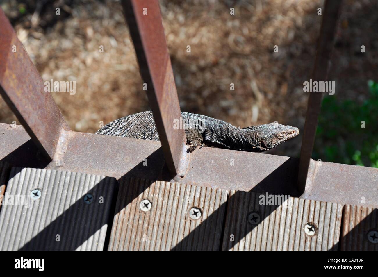 Western Australian grey lizard dangling off the edge of a metal ...