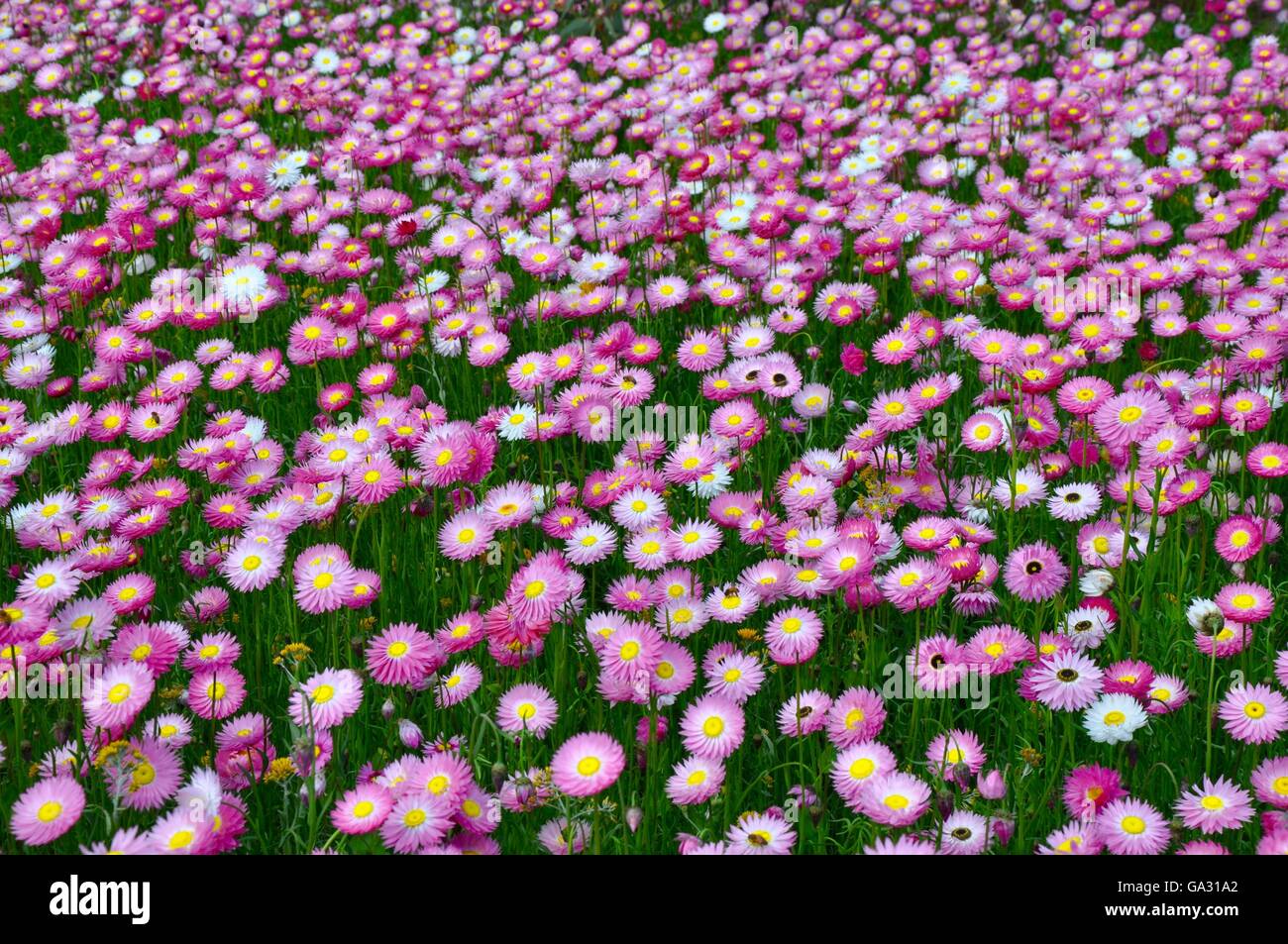 Field full of pink paper daisies with pink and white blossoms in King's ...