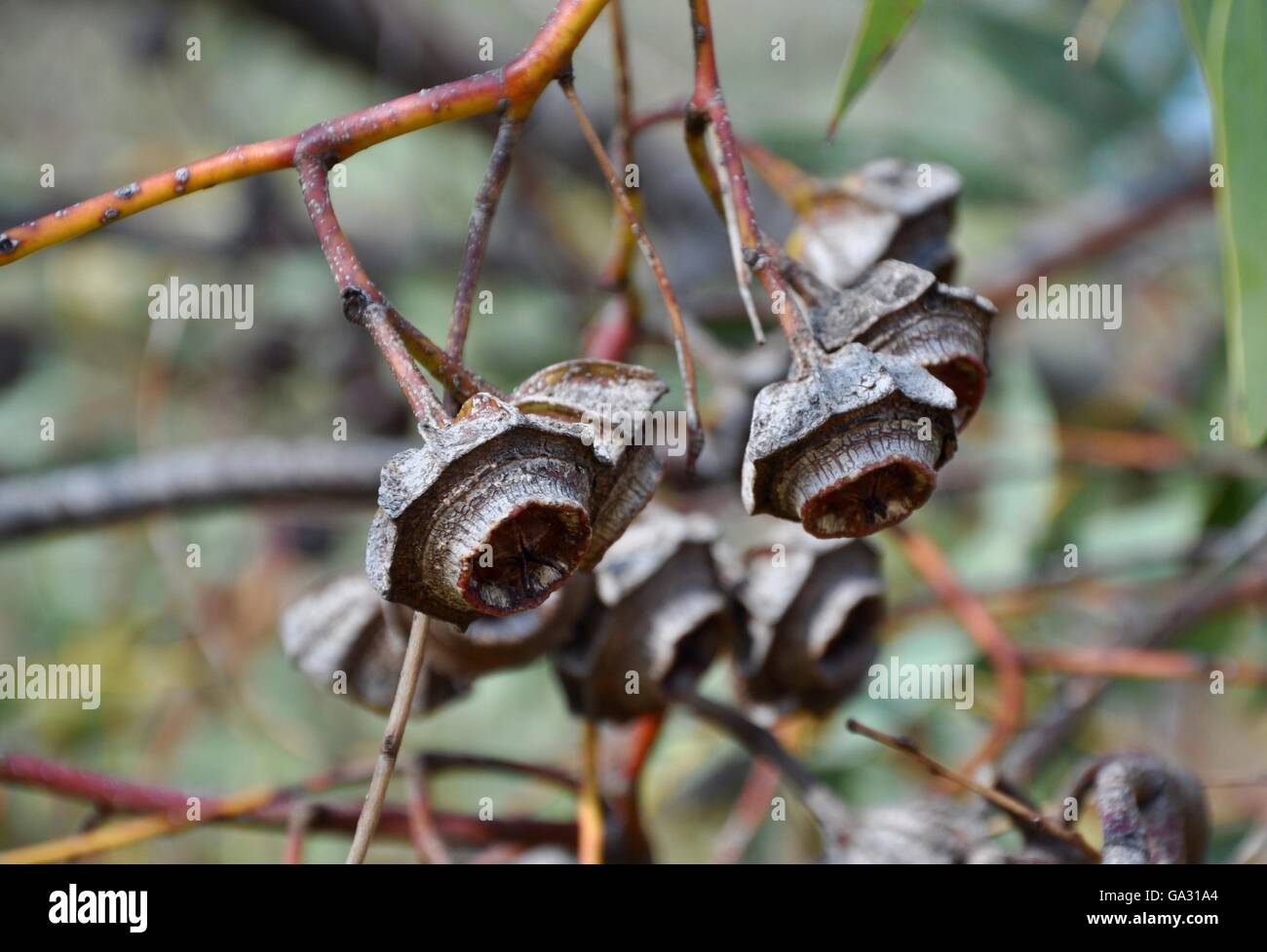 Dangling fruit hi-res stock photography and images - Alamy