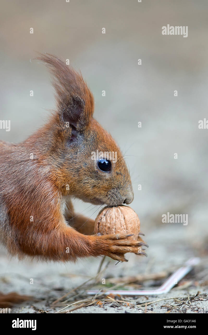 Look a squirrel hi-res stock photography and images - Alamy