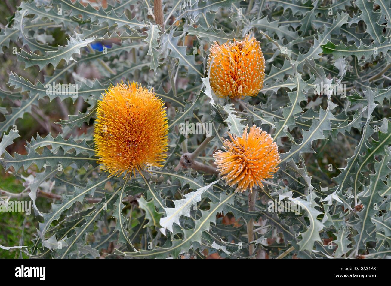 Orange banksia pendants with spiky green leaves in Western Australia ...