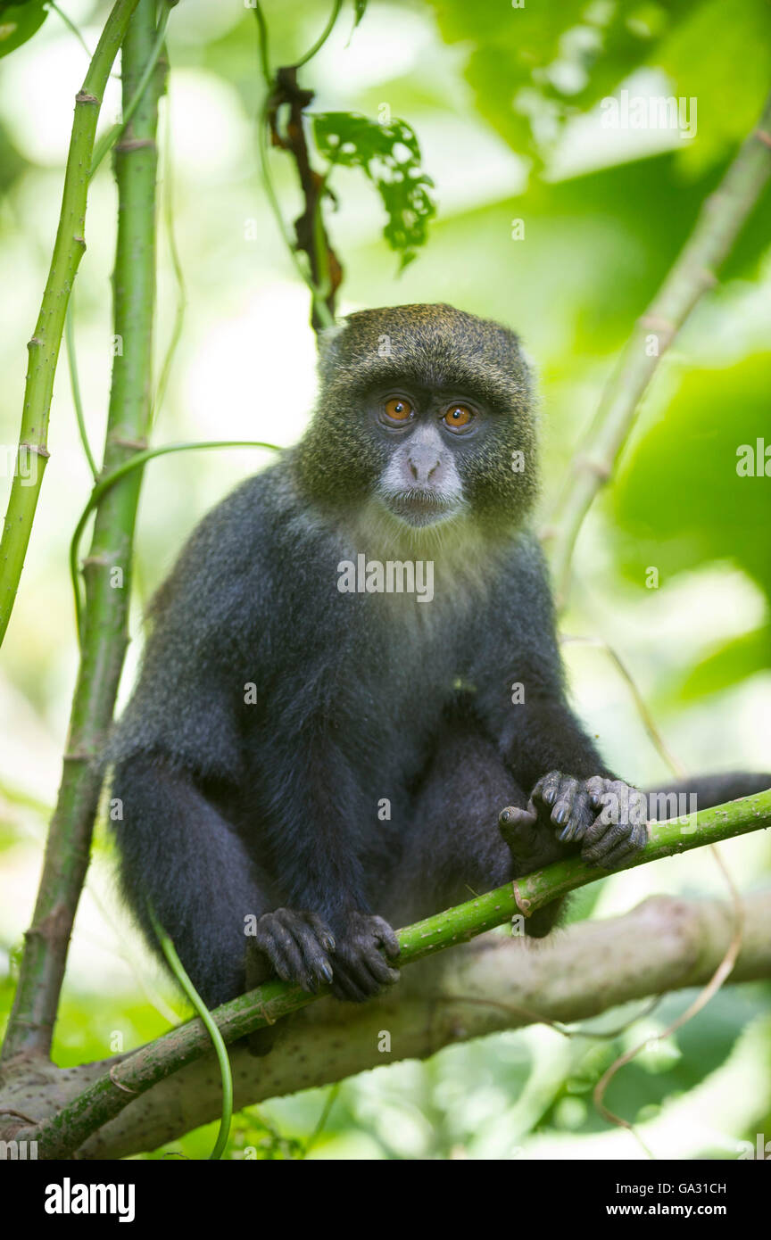Blue monkey hi-res stock photography and images - Alamy