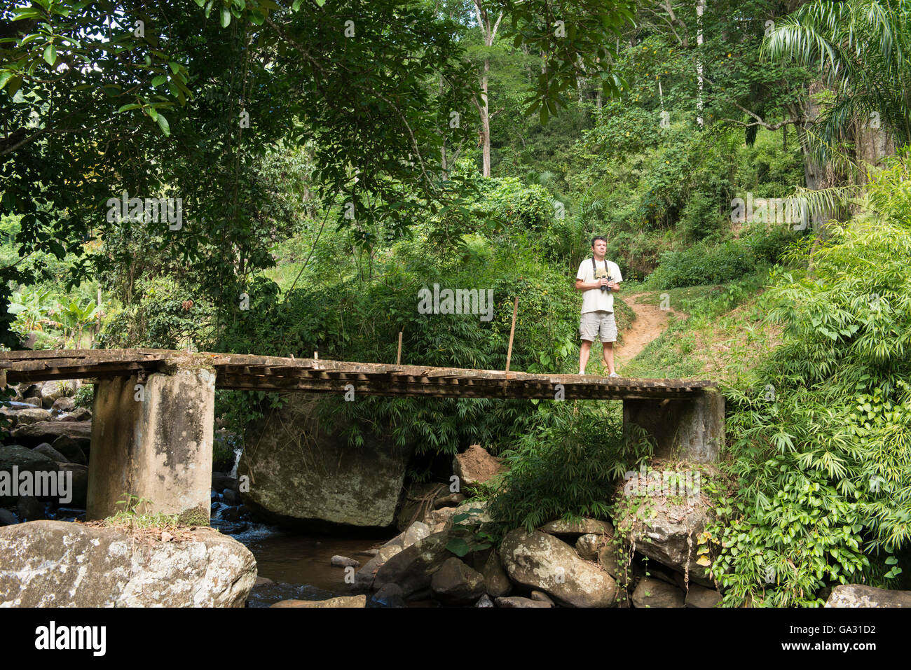 Bird watcher standing on a bridge in the forest, Amani Nature Reserve ...