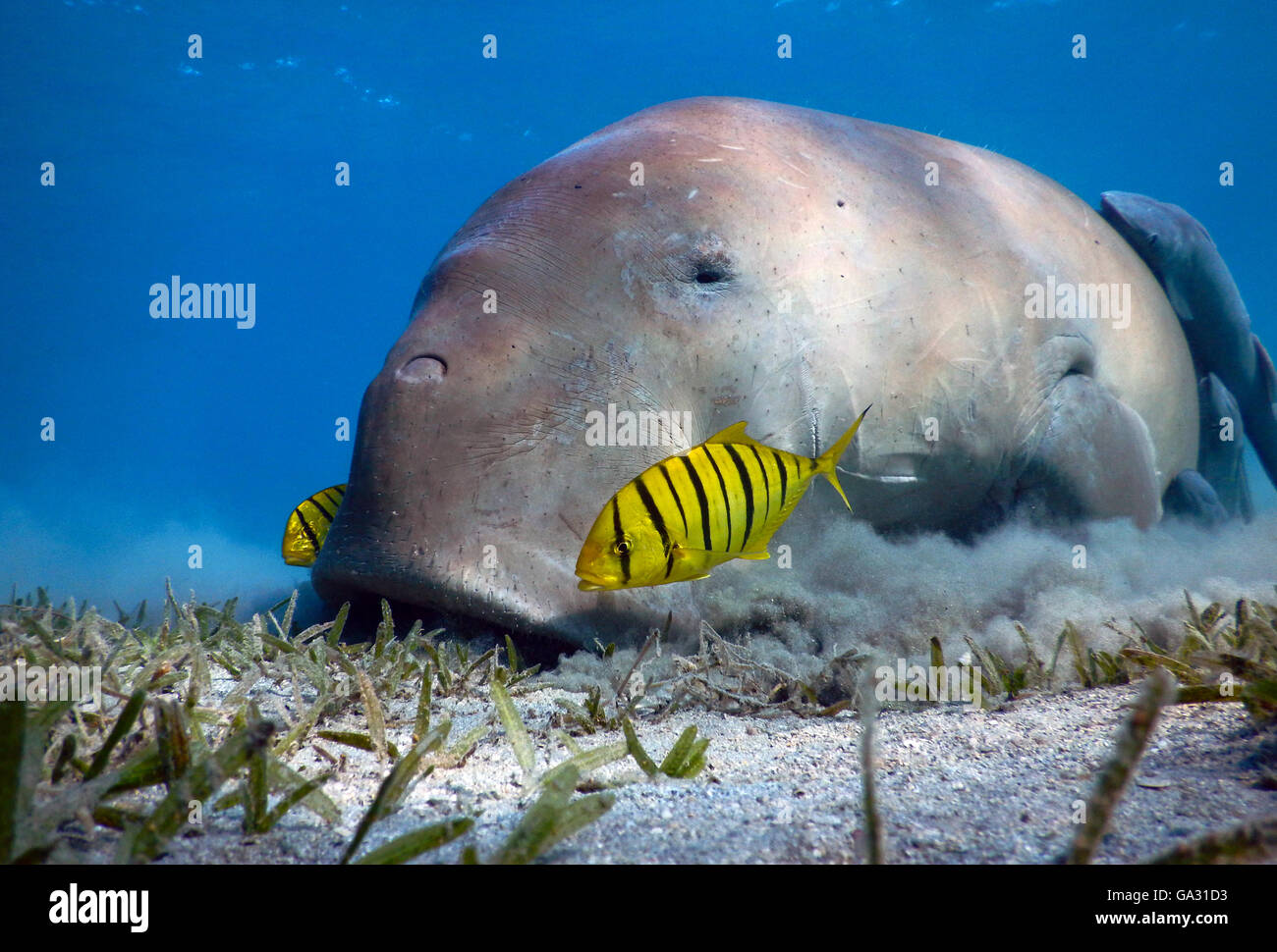 Manatee eating grass hi-res stock photography and images - Alamy