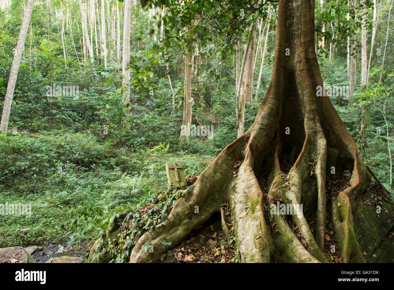 Amani nature reserve hi-res stock photography and images - Alamy