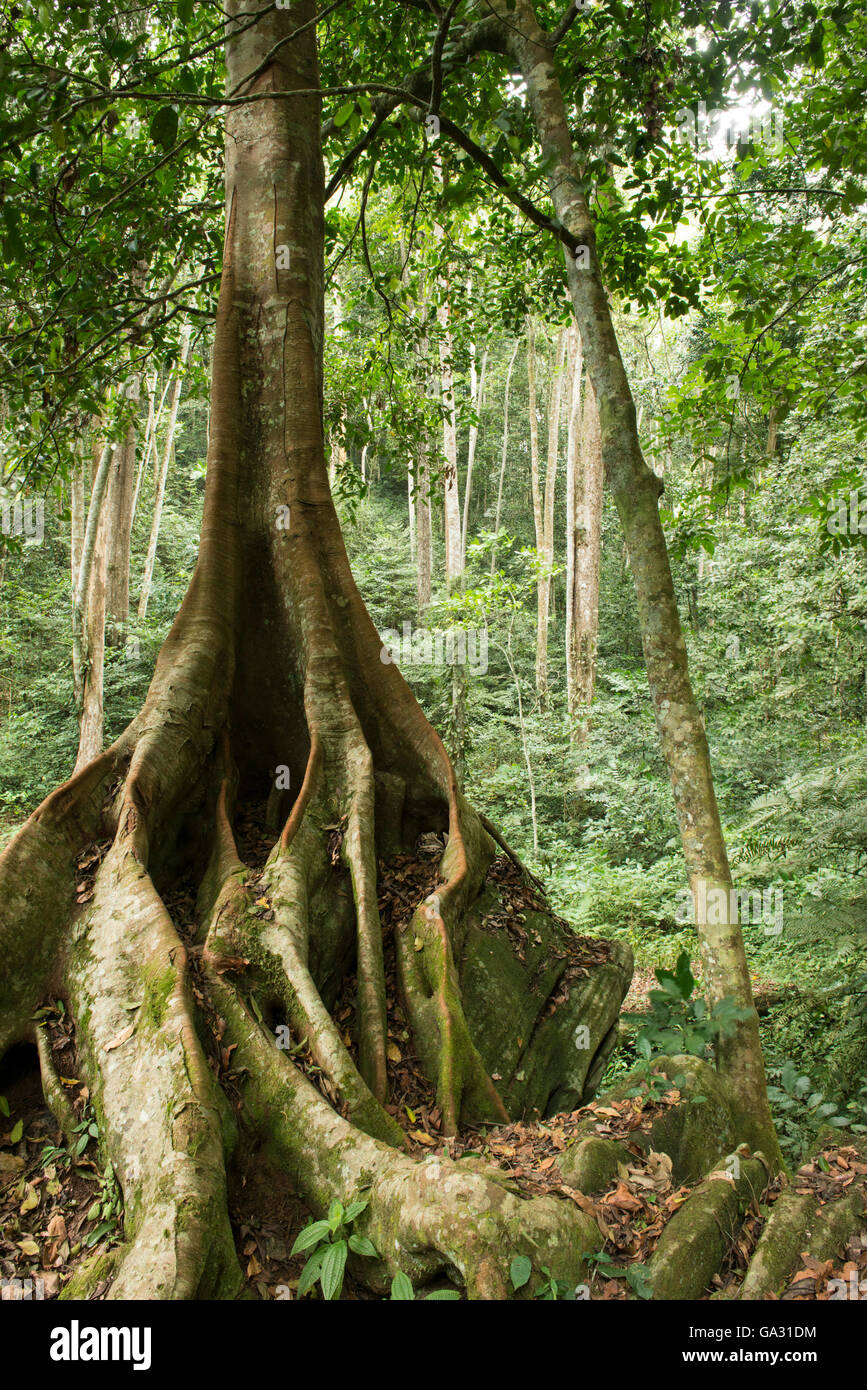 Fig tree in the forest, Amani Nature Reserve, Tanzania Stock Photo - Alamy