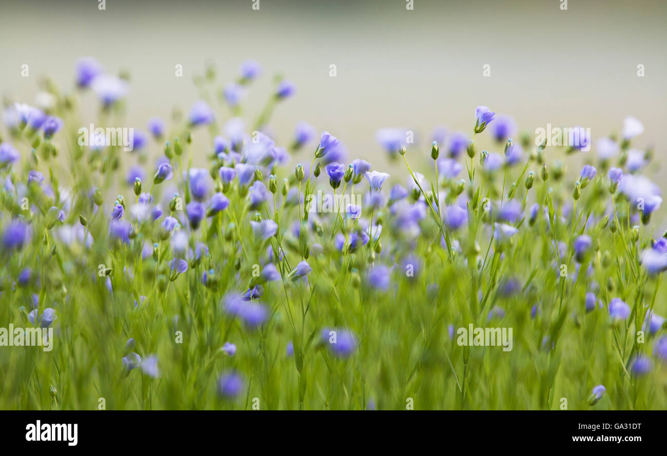 Flaxseed field hi-res stock photography and images - Alamy