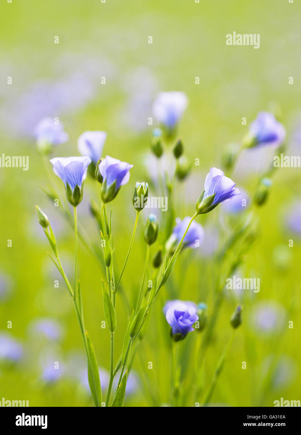 Flax flowers hi-res stock photography and images - Alamy