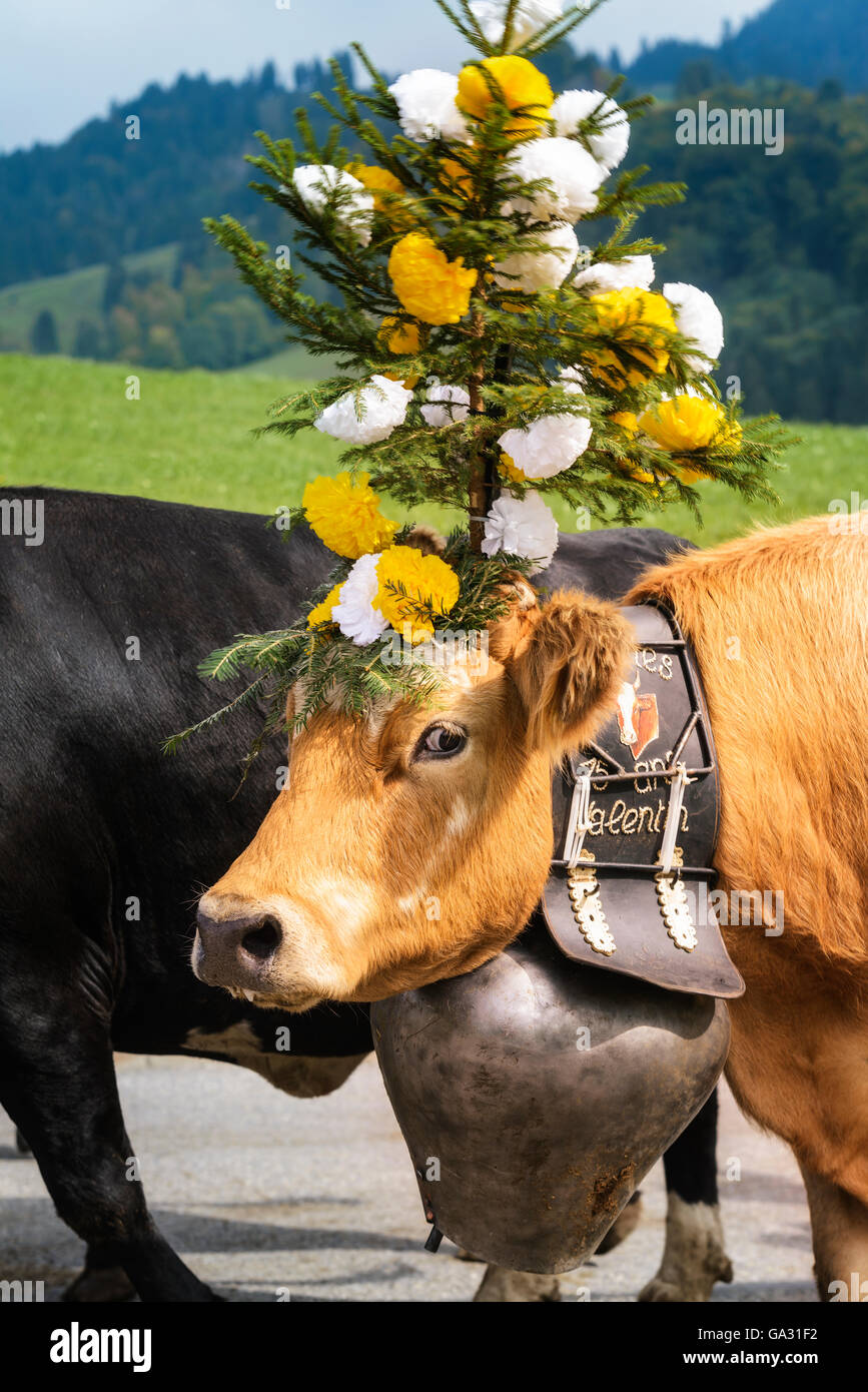 Farmers with a herd of cows on the annual transhumance at Charmey near ...